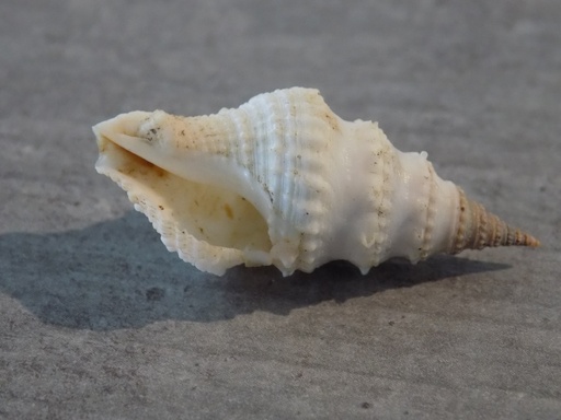 Découvrez notre collection unique de coquillages